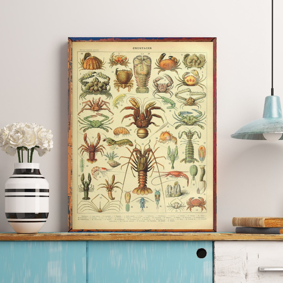 Crustacean Poster, Adolphe Millot Print, Ocean Educational Chart ...