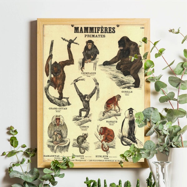 Primate Art - Etsy