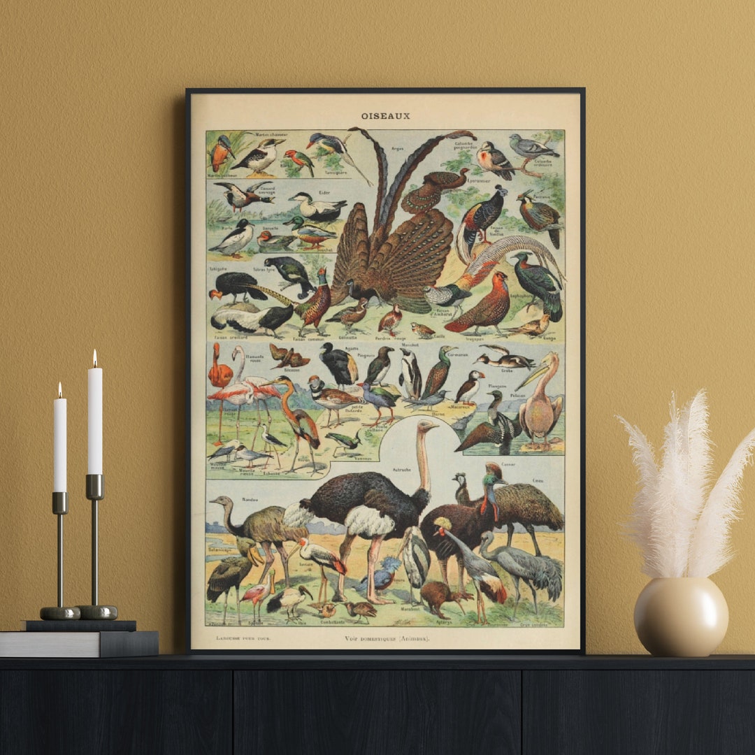 Vintage Oiseaux Print, Ornithology Print, Exotic Birds French Poster ...