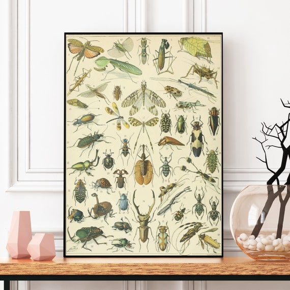 French Insect Chart Educational Poster Adolphe Millot Print | Etsy
