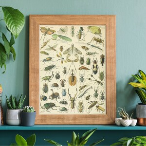 French Insect Chart, Educational Poster, Adolphe Millot Print ...