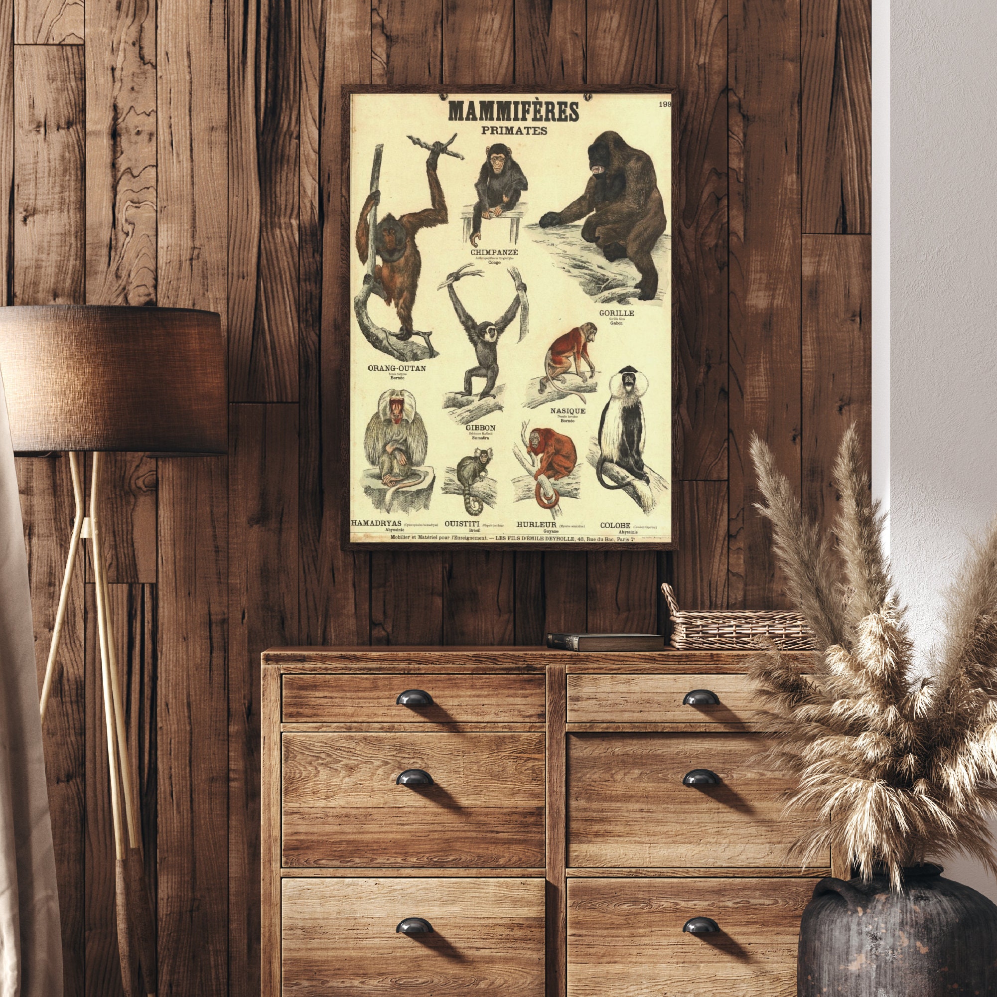 Mammiferes Print Chimpanzee Print Primate Species Gorilla | Etsy