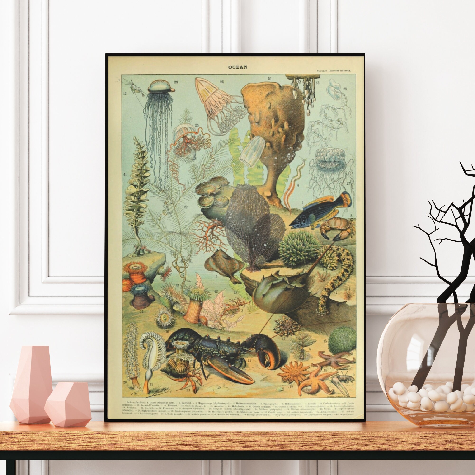 Sea Life Poster Ocean Art Adolphe Millot Vintage Etsy