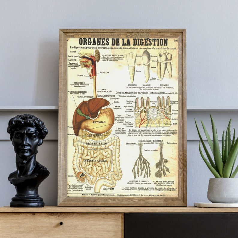 Anatomy Art Anatomy Print Human Anatomy Biology - Etsy