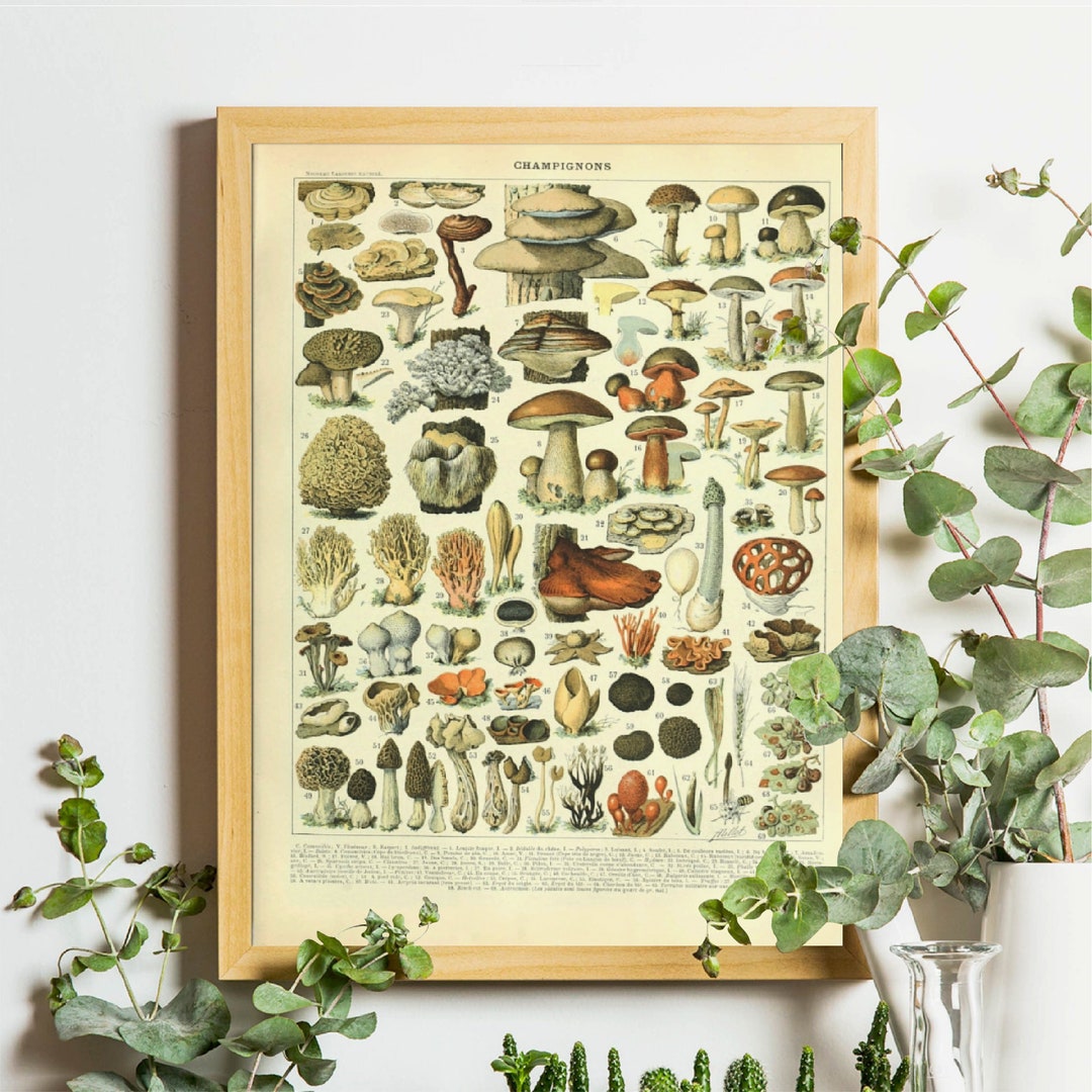 Mushrooms Print, Vintage Fungi Poster, Adolphe Millot, Champignons ...