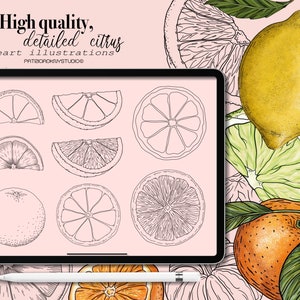 Citrus Vector Illustrations, Citrus Fruit SVG Graphics, Lemon, Orange ...