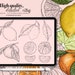 Citrus Vector Illustrations Citrus Fruit SVG Graphics Lemon - Etsy