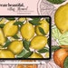 Citrus Vector Illustrations Citrus Fruit SVG Graphics Lemon - Etsy