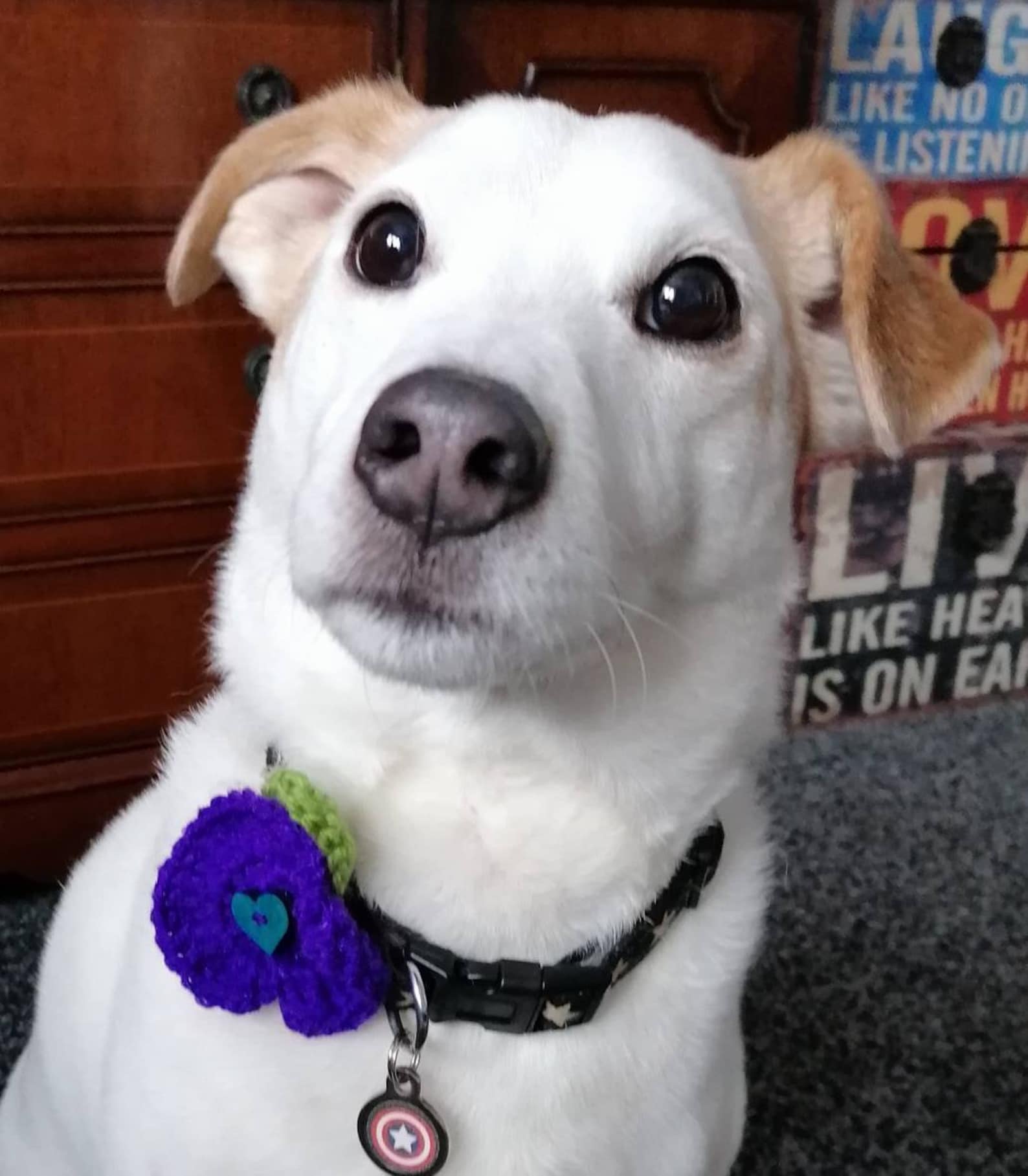 Purple poppies animal hero remembrance day poppy dog collar | Etsy