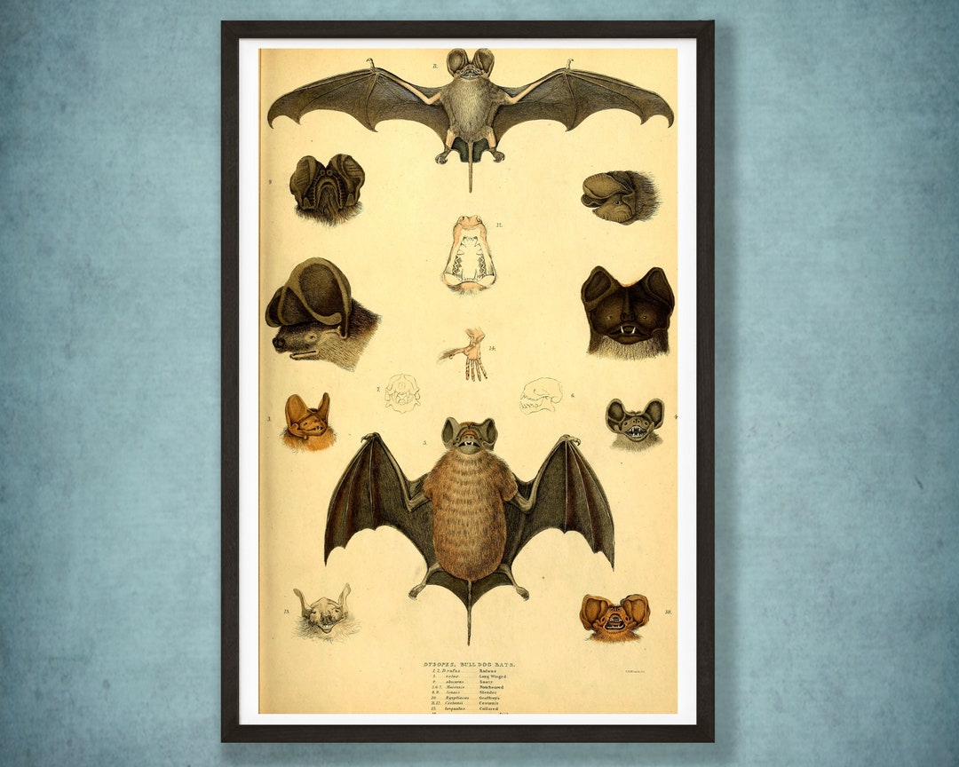 Bat Illustration, 1939. Wall Decor Vintage Poster 18" High by 12" Wide ...