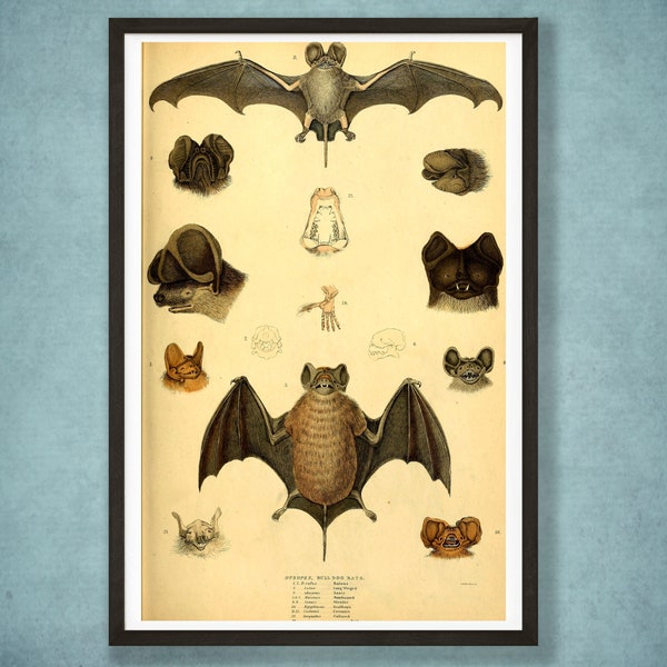 Bat Poster - Etsy