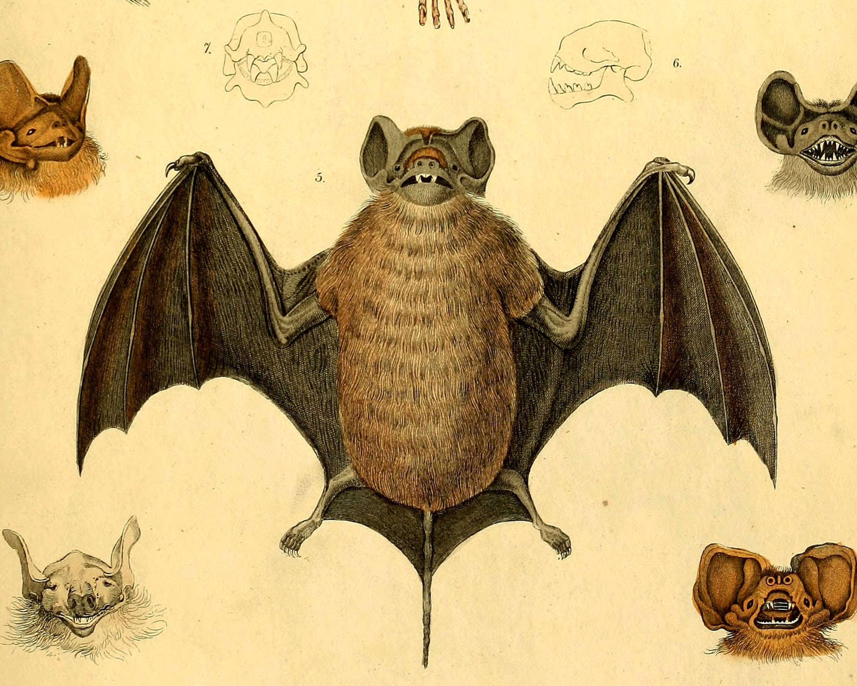 Bat Illustration 1939. Wall Decor Vintage Poster 18 - Etsy