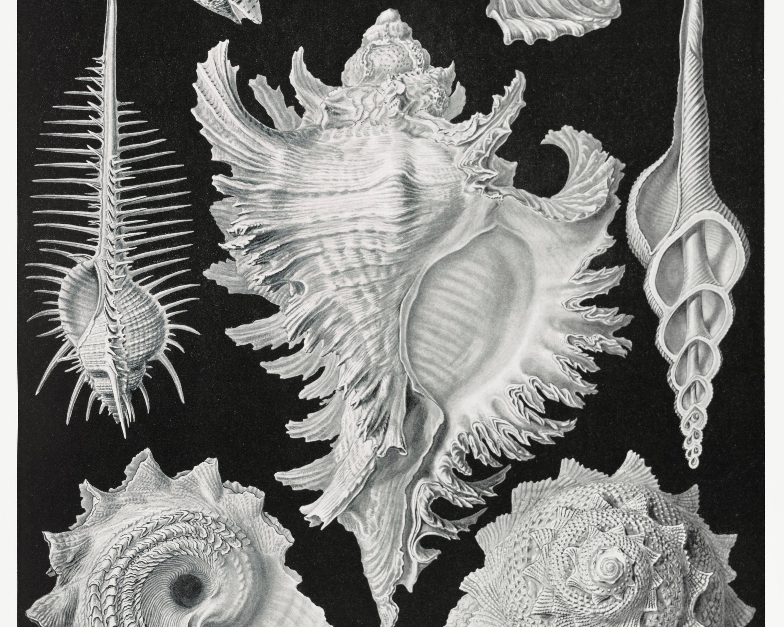 Ernst Haeckel Shell Illustration 1904 Wall Decor Vintage - Etsy España