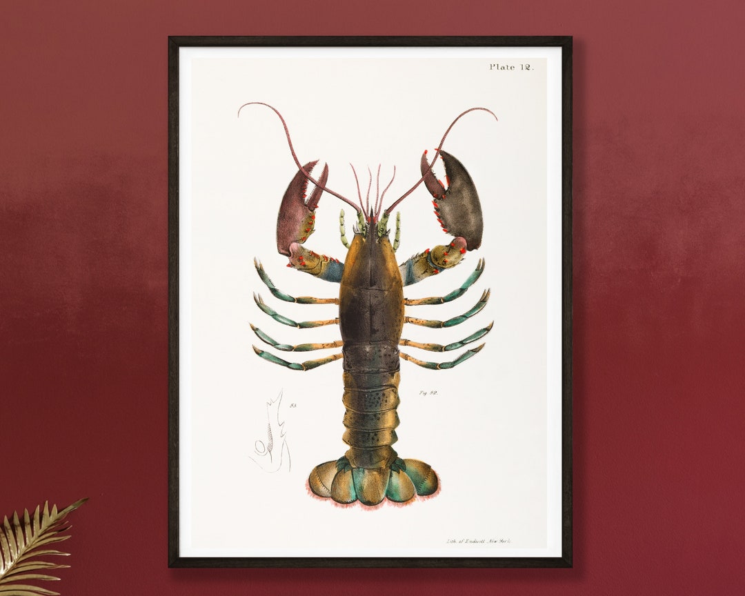 American Lobster (homarus Americanus) by James Ellsworth De Kay. Wall ...