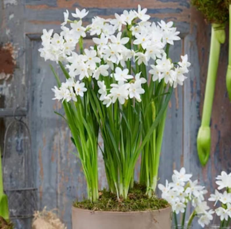 Paperwhite White Bulbs Ziva 3/5/7 - Etsy