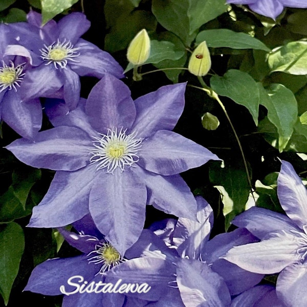Clematis Plant - Etsy