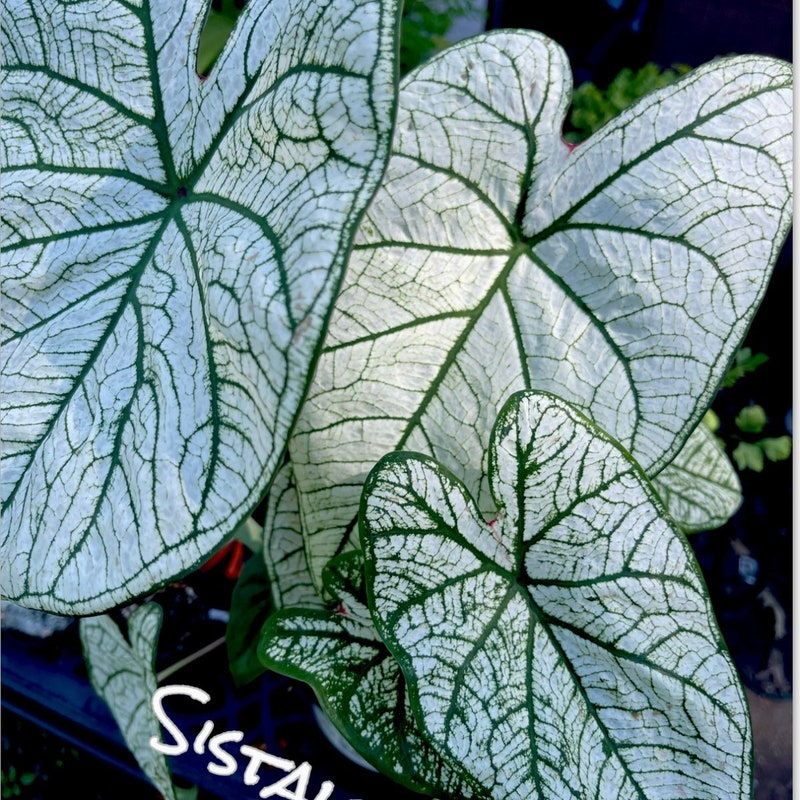 Caladium Bulbs - Etsy