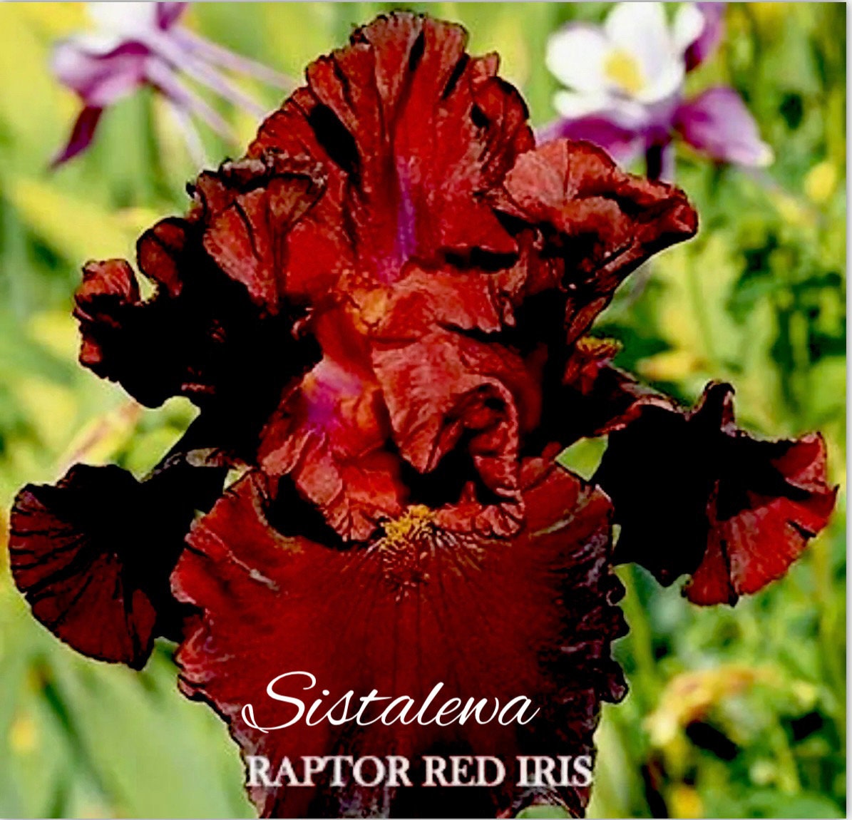 Bearded Iris Bulbs: Random Colors, Bare Root Plants - Etsy