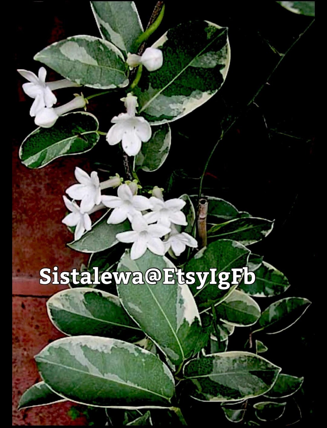 Jasmine Variegated Stephanotis Floribunda Brides Bouquet Madagascar ...
