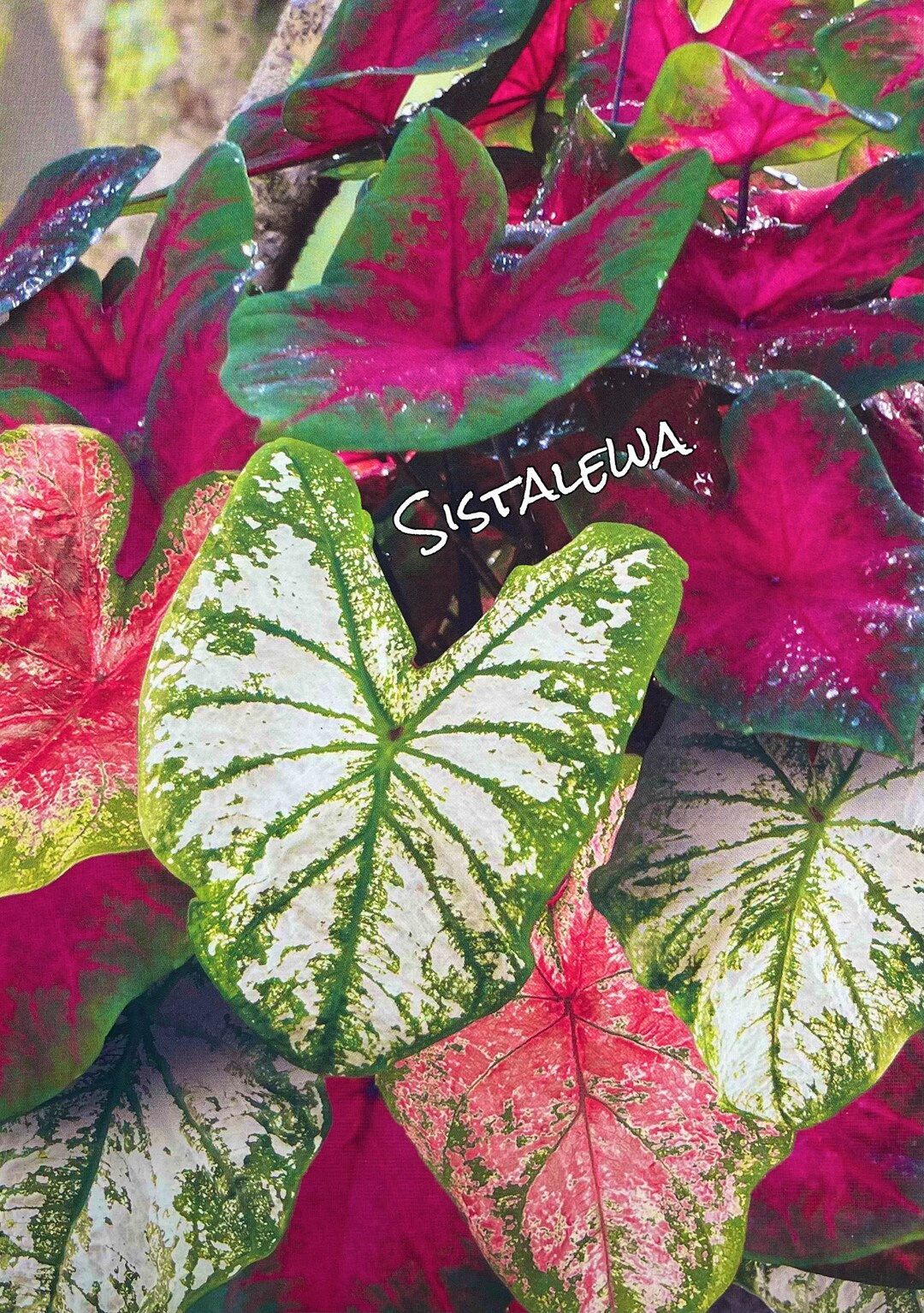 Caladiums Mixed Bulbs (3/5/7) - Etsy