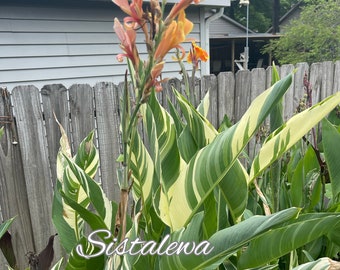Rare Canna Lily Rhizome Bulb, Variegated Stuttgart, Live Plant - Etsy
