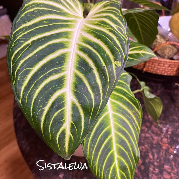 Caladium Lindenii Magnificum - Etsy