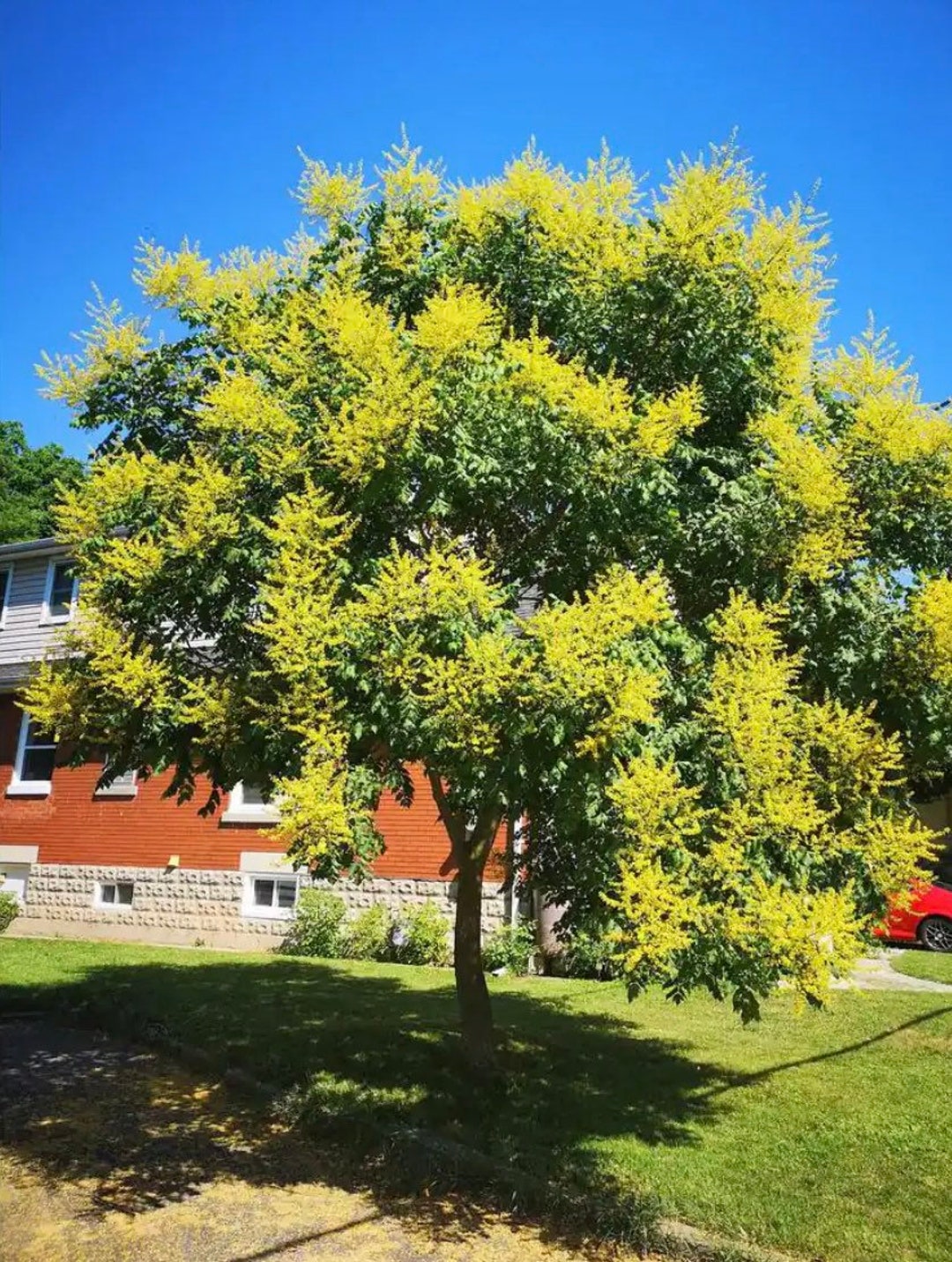 Golden Rain Tree (1-3) Seedlings Tree or 7 9”cuttings Koelreuteria ...