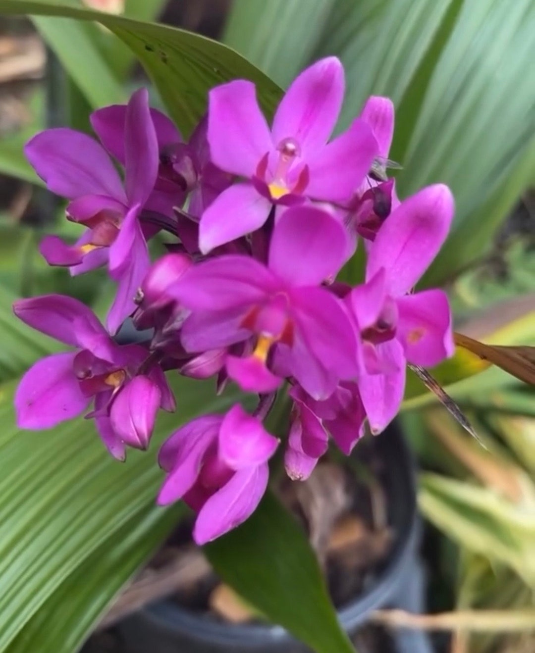 Orquidea Terrestre Spathoglottis Plicata Hardy Ground Orchid (3-5 ...