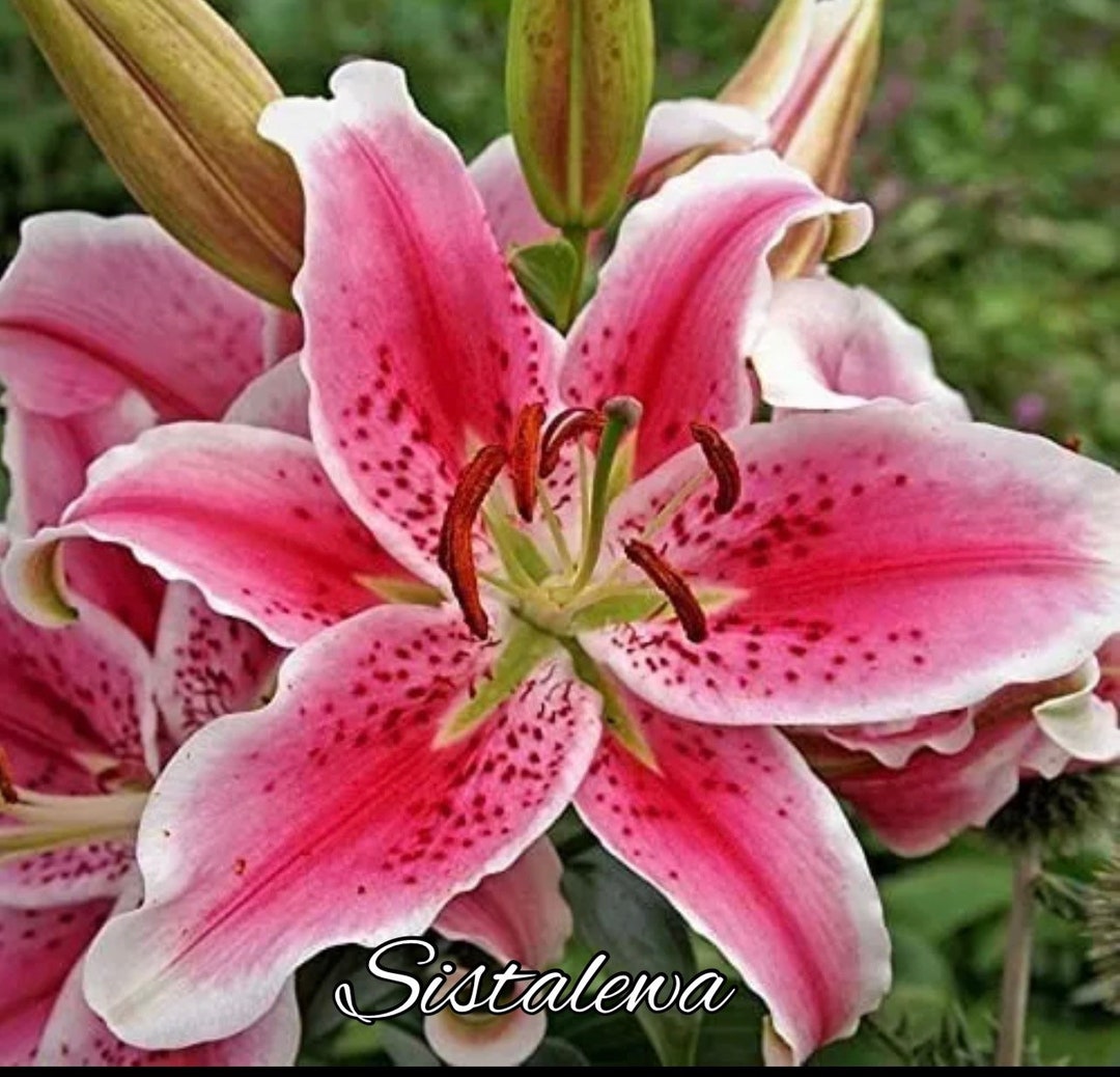 Stargazer Lily Bulbs (3-5) Bulbs - Etsy