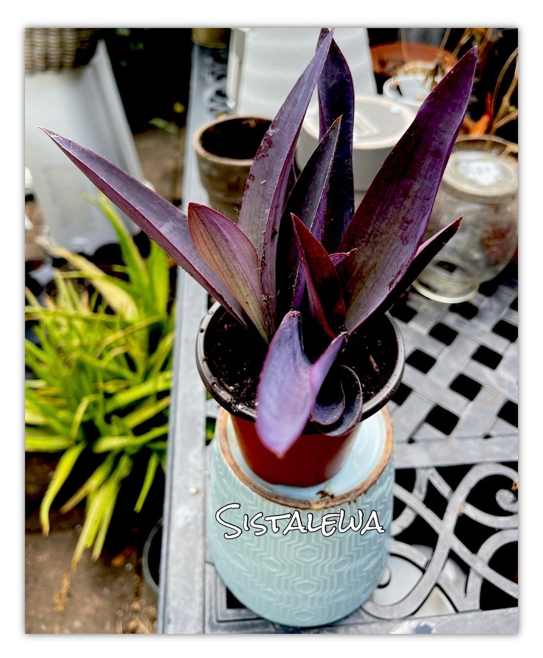 Organic Purple Heart Spider Wort Plant Cuttings or Rooted - Etsy