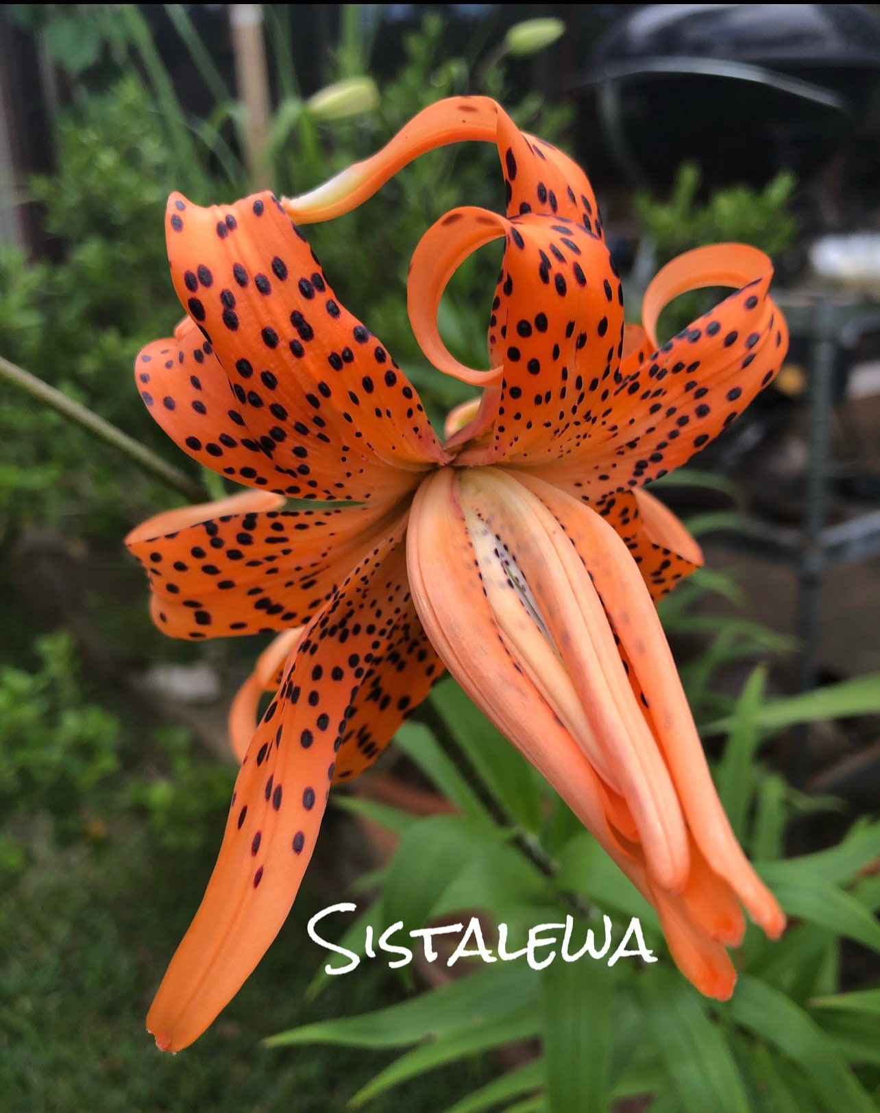 Orange Tiger Lily Flowers