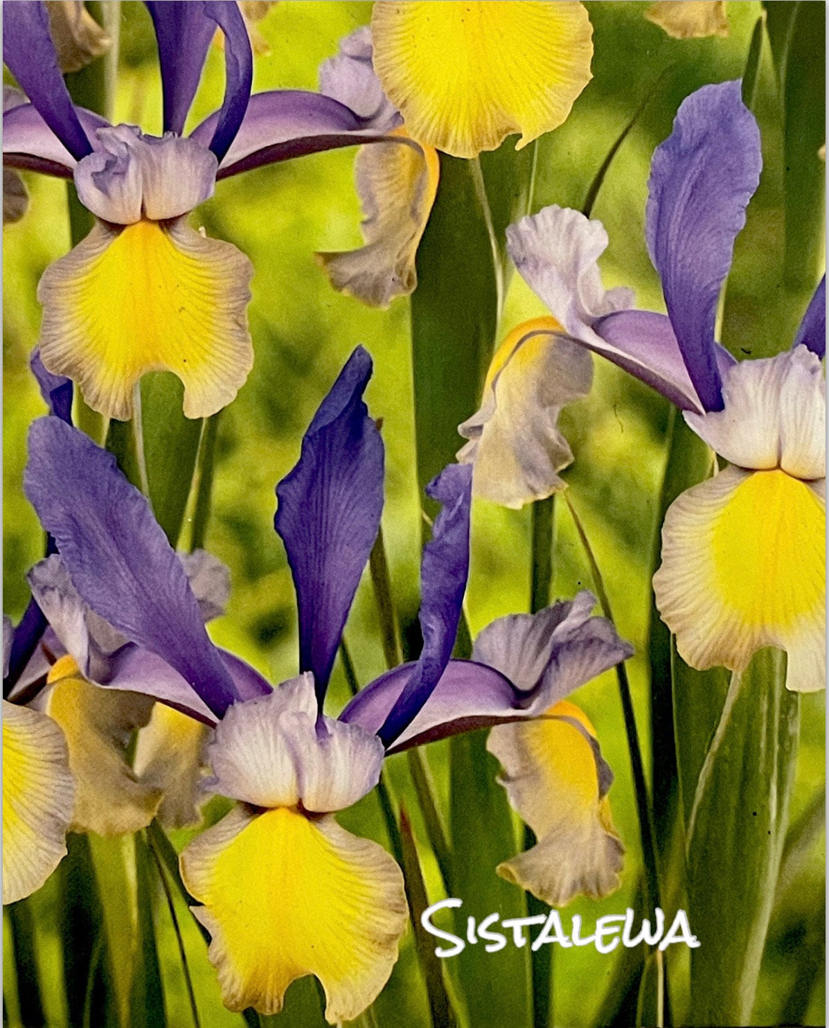 Dutch Iris Miss Saigon