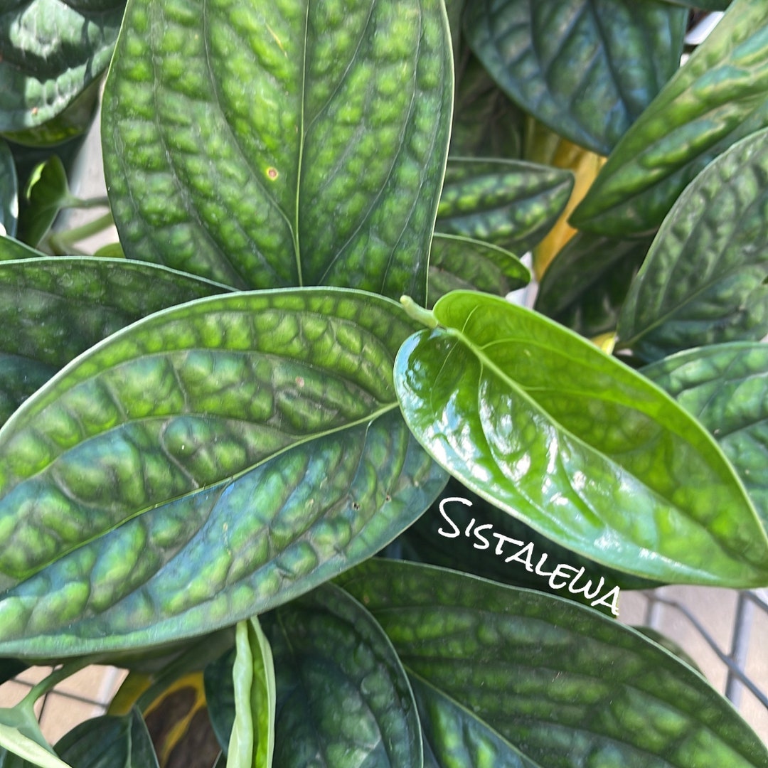 Monstera Peru ‘green Galaxy’ (1) Rooted Plant - Etsy