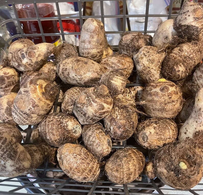 Malanga Coco Yams 1 Lb or 3 Yams ~perennial - Etsy