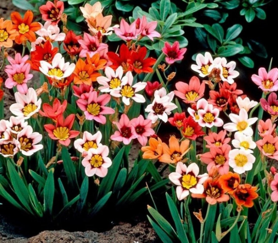 Sparaxis Mixed Bulbs: Easy Grow, Cut Flowers (5-7 Bulbs) - Etsy