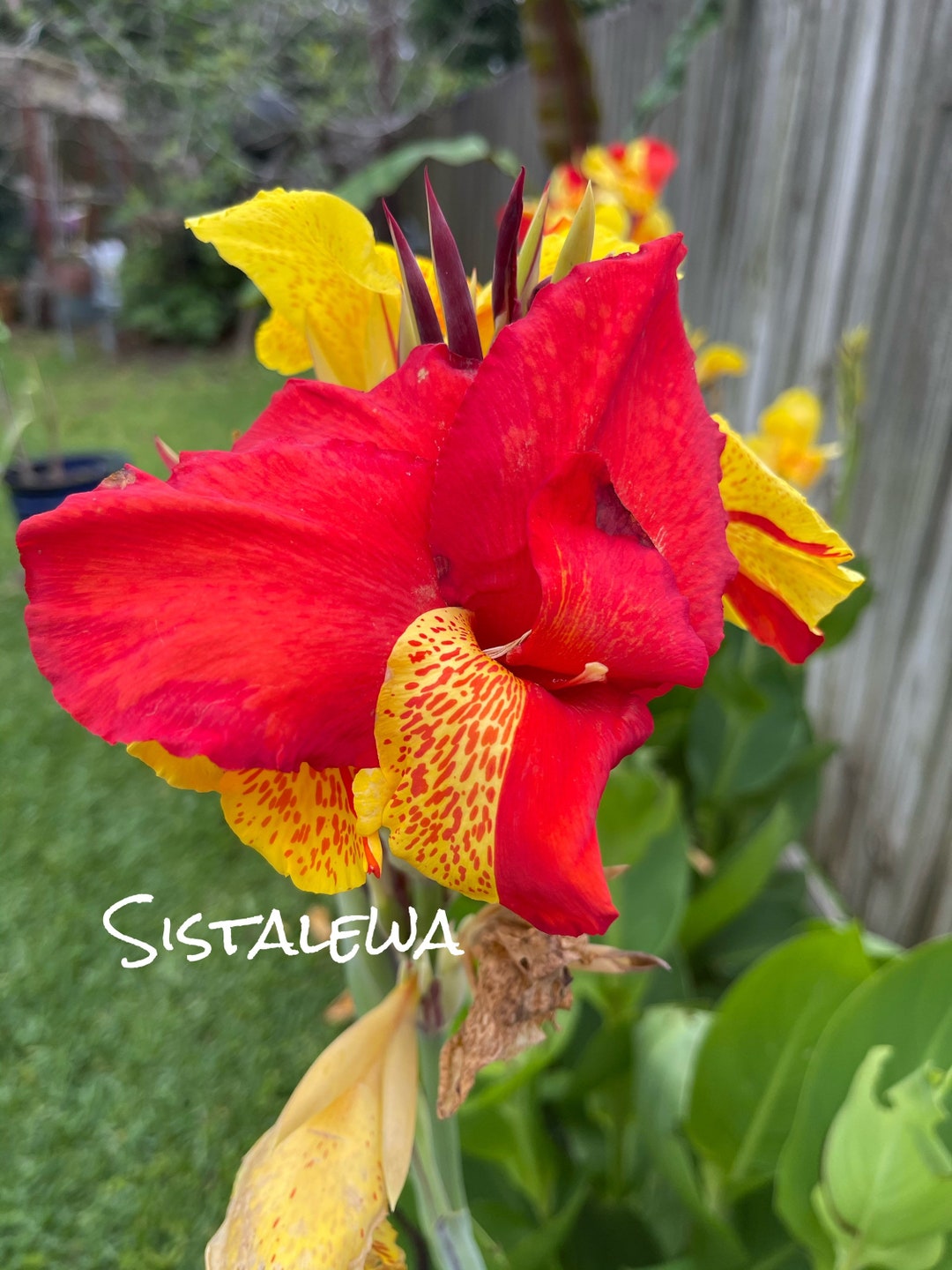Canna Cleopatra Variegated (1-2) Rhizomes/bulbs~(1) Plant in Pot - Etsy