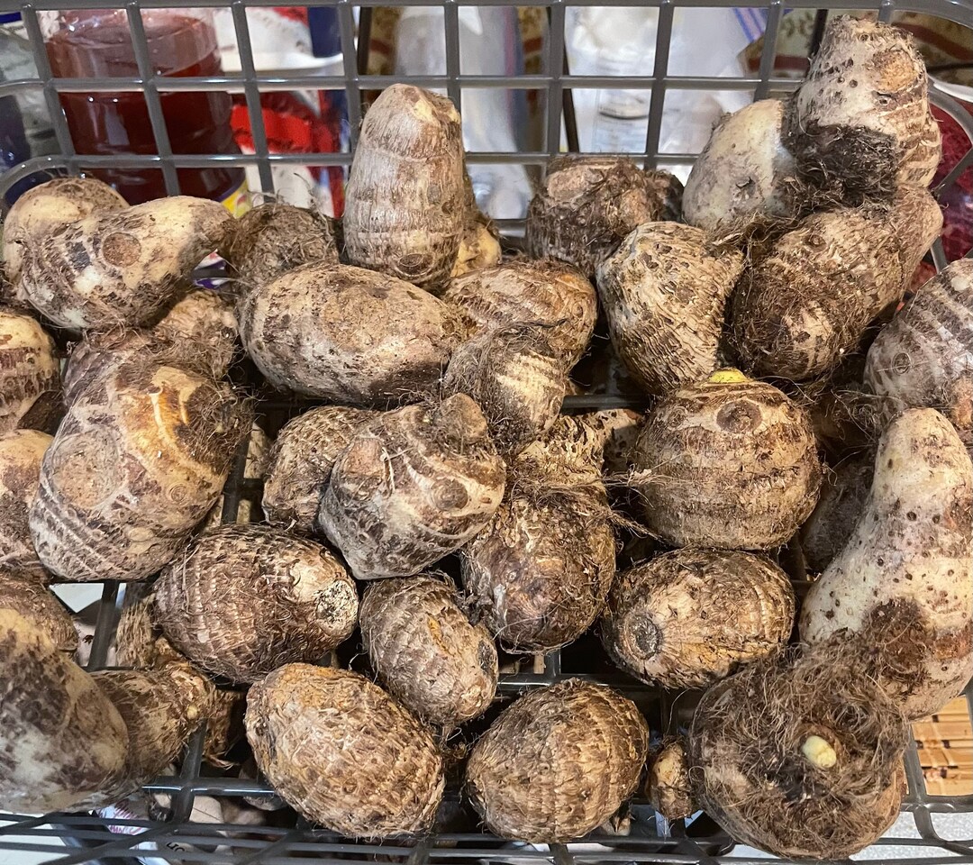 Malanga Coco Yams 1 Lb or 3 Yams ~perennial - Etsy