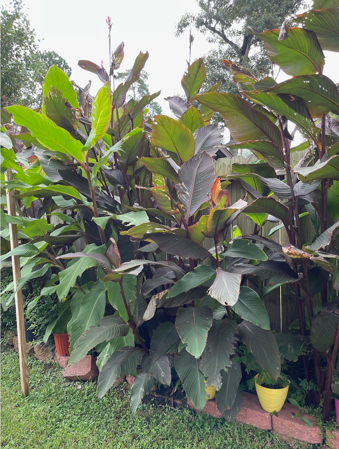 Canna King Red or Green Leaves (1) OR (2) Rhizomes/bulbs. Grows 8-12ft ...