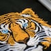 Elegant Tiger Head Embroidery Design - Wild Animal Majesty for Dark ...