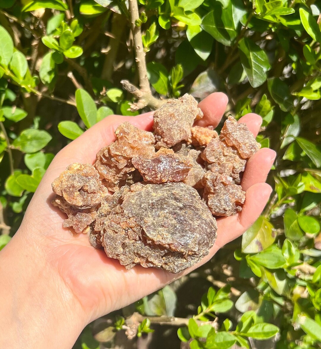 Myrrh Gum Incense Resin, Grade A Premium, Myrrh Resin, Myrrh Gum, Myrrh ...