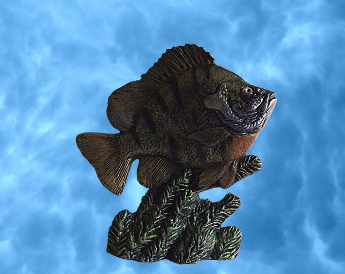 Bluegill-perfect for the Person That Loves Showing off Their Big or ...