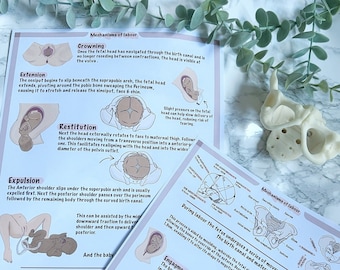 Initial Check Downloadable Pdf Midwifery Revision Poster - Etsy