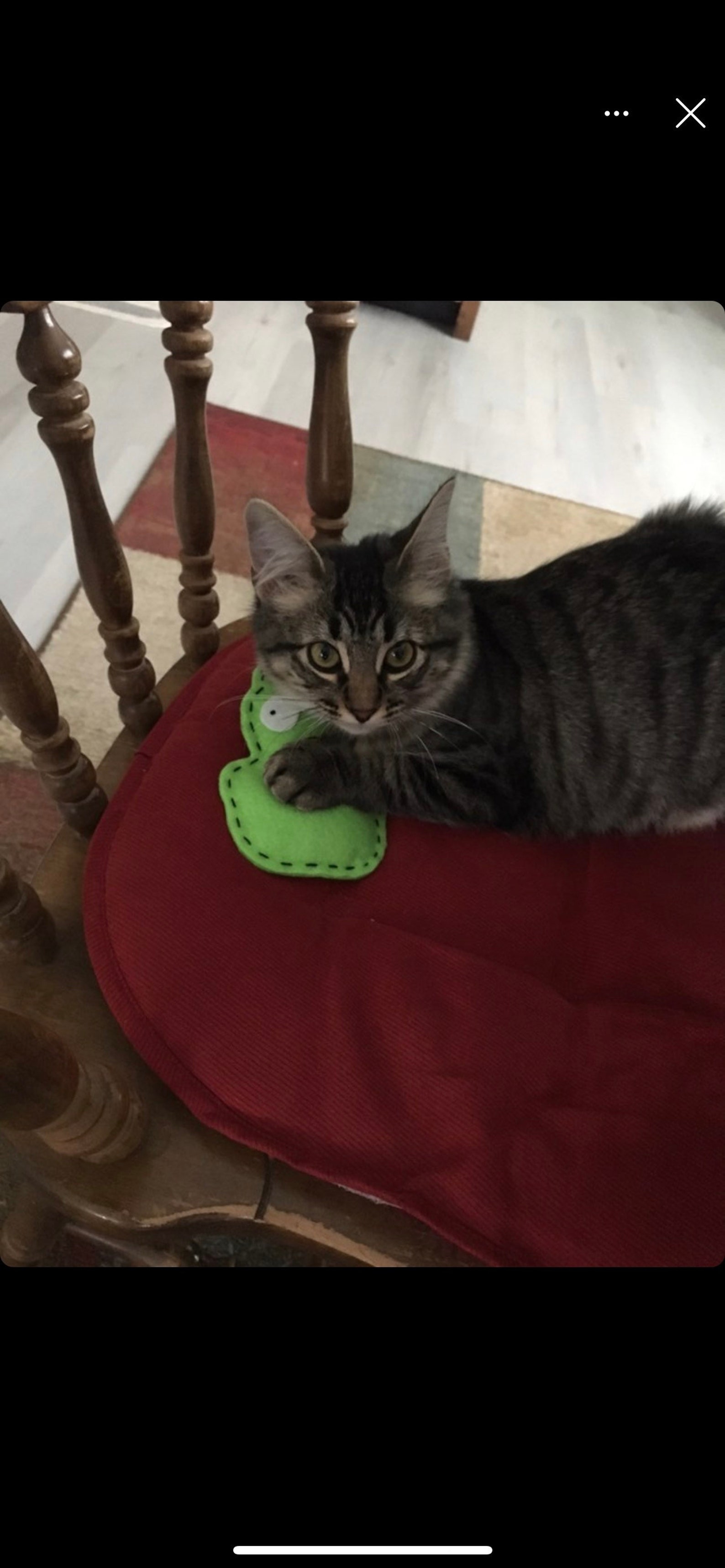 Kuchi Kopi Catnip Toy bobs Burgers - Etsy