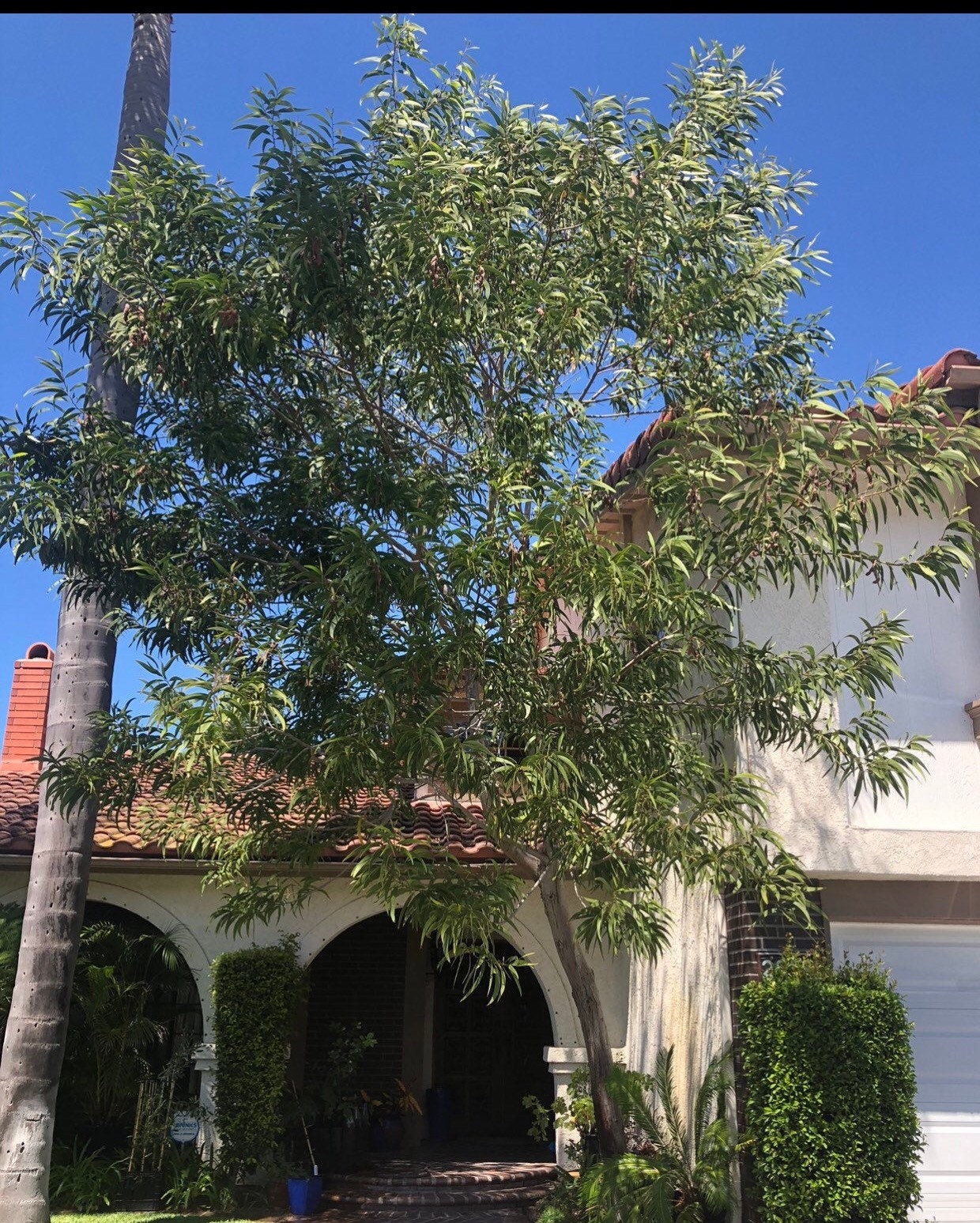 Acacia Koa Seeds 2024 - Etsy