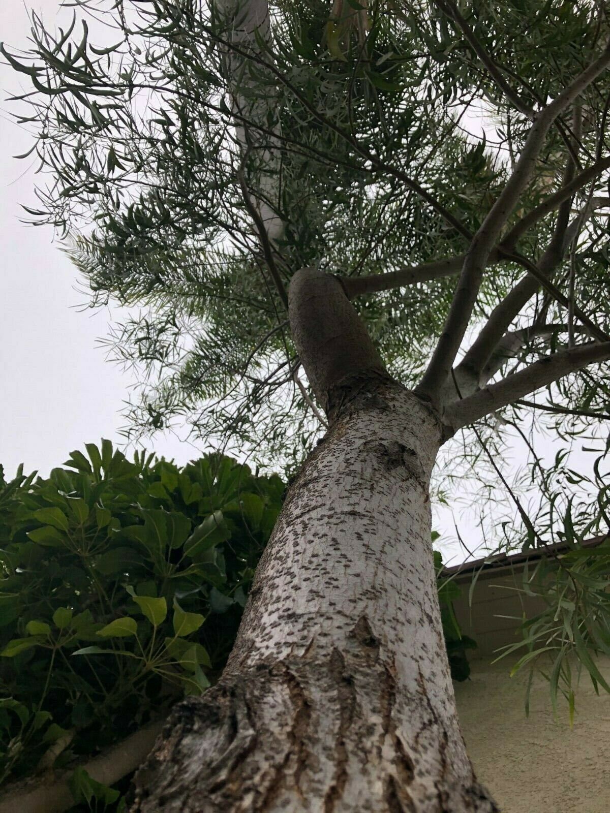 Acacia Koa Seeds 2024 - Etsy