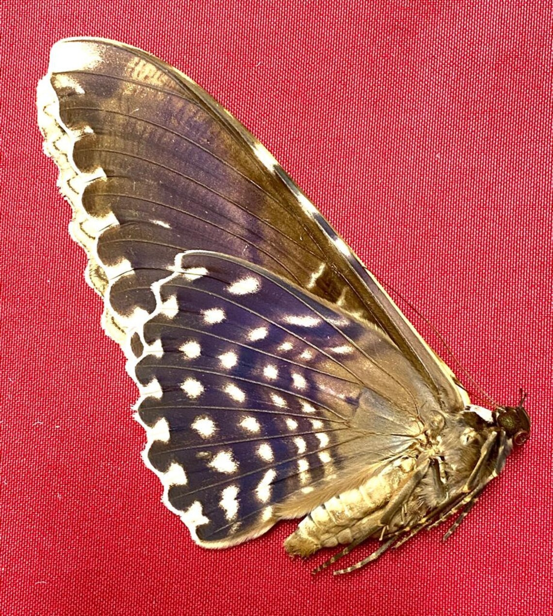 Thysania agrippina Giant White Witch Moth Unmounted A1 | Etsy