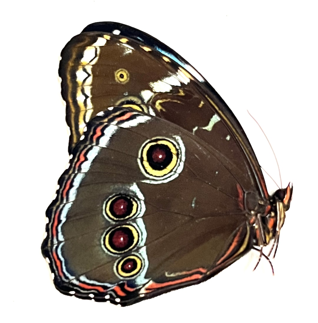 Butterfly Morpho Achilles Peru A1 Unmounted taxidermy Insects - Etsy