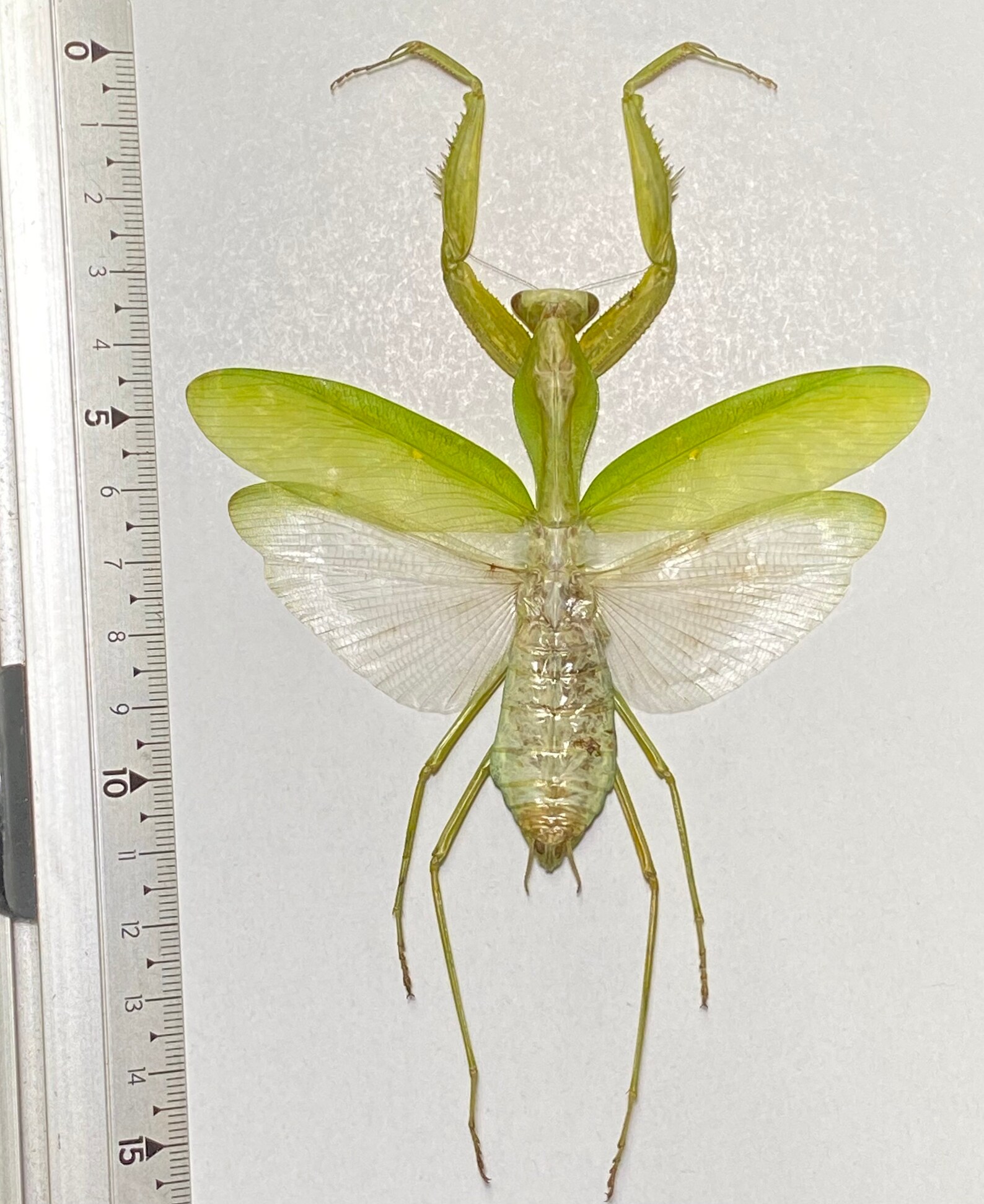 Rhombodera Extensicollis Giant Shield Mantis Female A1 - Etsy