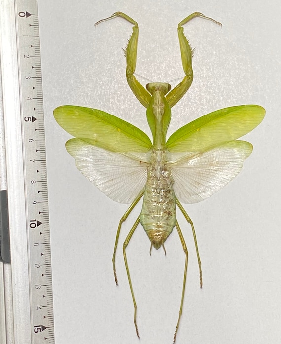 Giant Shield Mantis