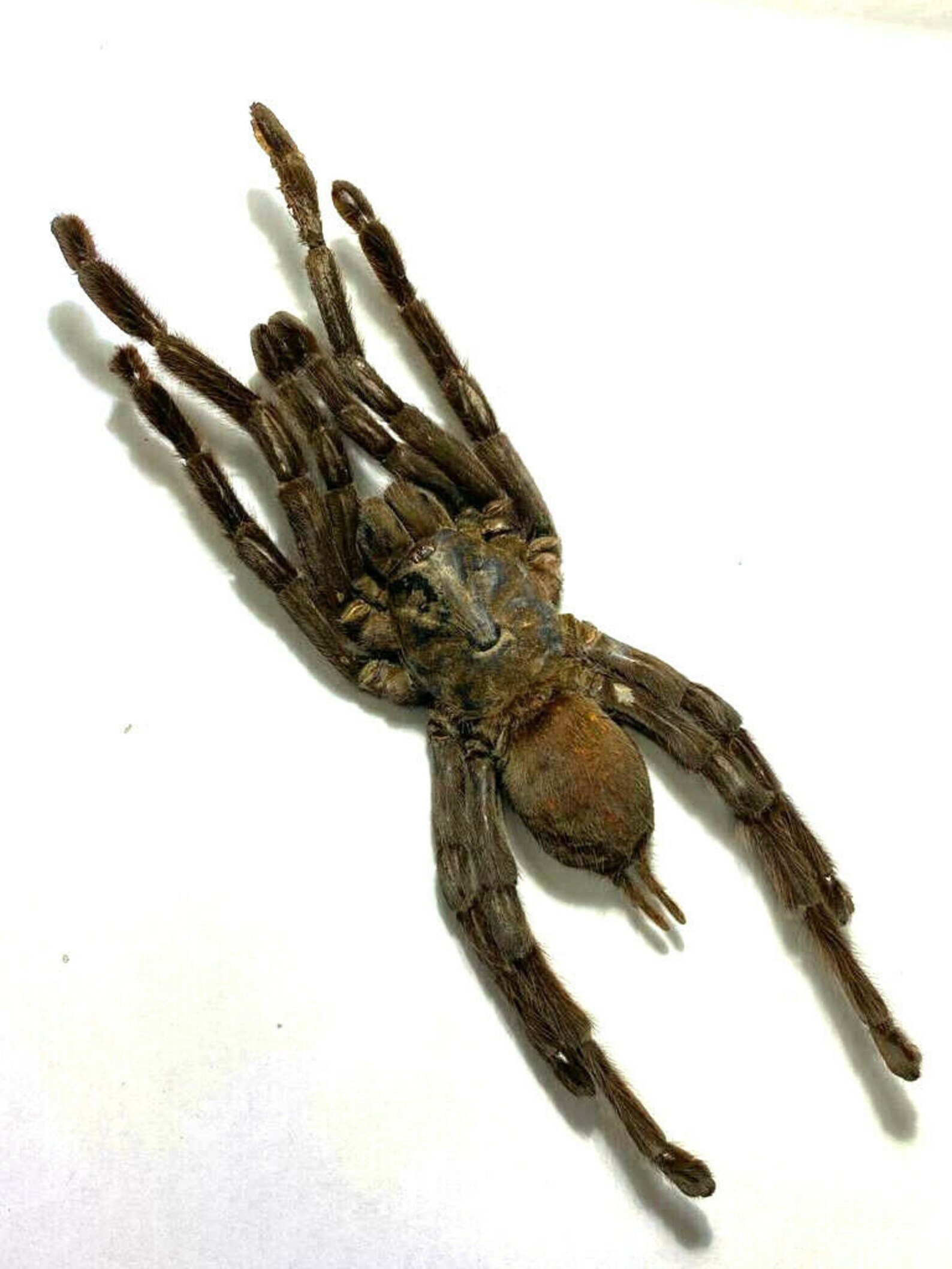 Huge Thailand Black Tarantula Haplopelma minax A1 Unmounted | Etsy